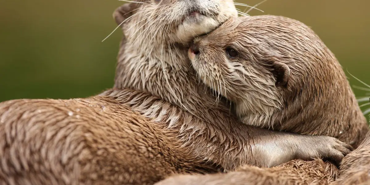 Native American Zodiac Sign Otter Characteristics Native American Zodiac Sign Otter Characteristics